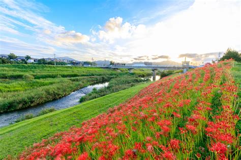 犬鳴川河川公園の彼岸花 観光スポット 公式福岡県の観光 旅行情報サイトクロスロードふくおか