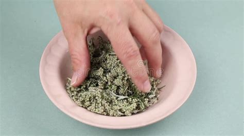 Artemisia Vulgaris Las Partes Comunes De La Planta De Mugwors En