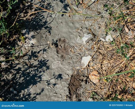Aproximação Das Pegadas Dos Vulpes De Raposa Na Lama Seca No Chão Foto