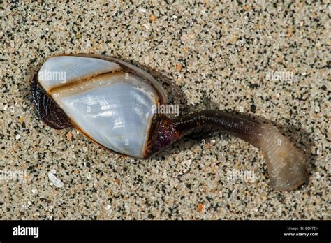 Common Goose Barnacles Pelagic Gooseneck Barnacle Smooth Stock