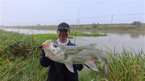 翘嘴找到鱼群非常好钓，20分钟中三条翘嘴，vib匀收小跳中鱼 萌萌鳜路亚日记 萌萌鳜路亚日记 哔哩哔哩视频