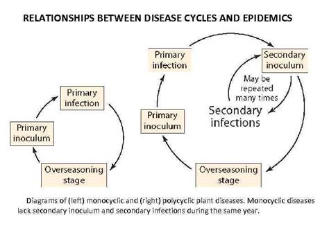 Parasitism And Disease Development Parasitism And Pathogenicity