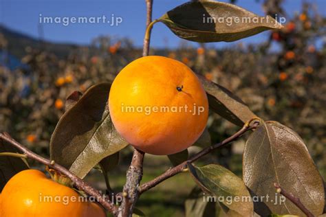 富有柿の写真素材 108037693 イメージマート