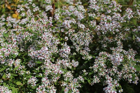 Symphyotrichum Cordifolium Heart Leaved Aster At Toadshade Wildflower Farm