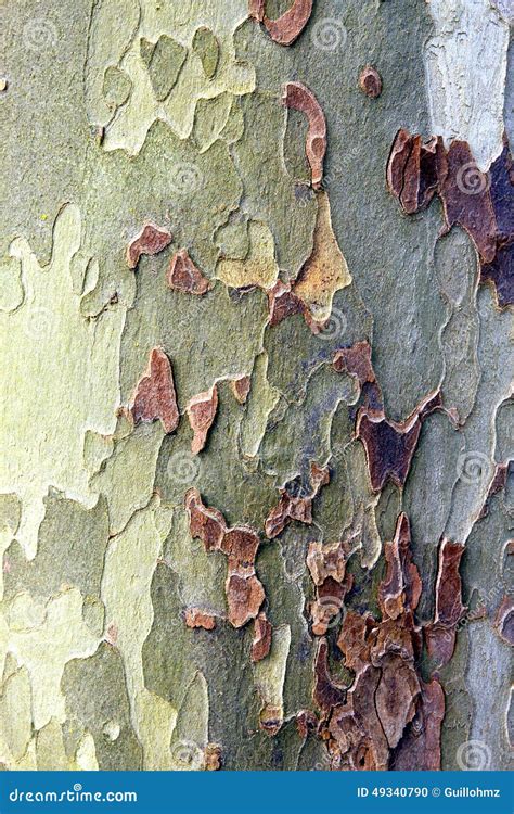 Plane Tree Texture Stock Photo Image Of Trunk Green 49340790