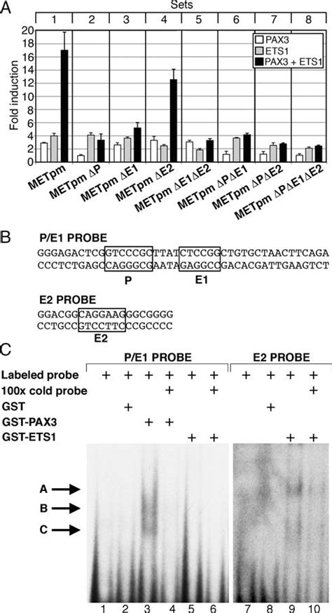 Pax3 And Ets1 Synergistically Activate Met Expression In Melanoma Cells