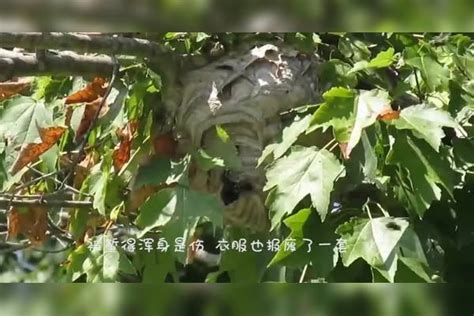 男子挑衅受伤野猪不停地用棍子去戳下一秒野猪直接冲了过去 野猪 棍子 挑衅