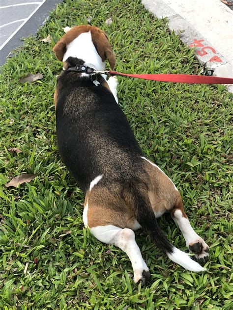 Beagle With An Ass Rbeagle
