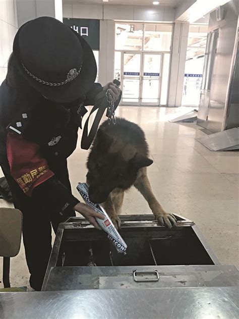 太原火车站：警犬巡逻保春运
