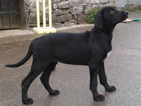 Black Lab Dalmatian Mix Puppies At Matthew Mendelsohn Blog