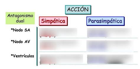 Diagrama De Modulación Simpática Y Parasimpática Del Corazón Quizlet