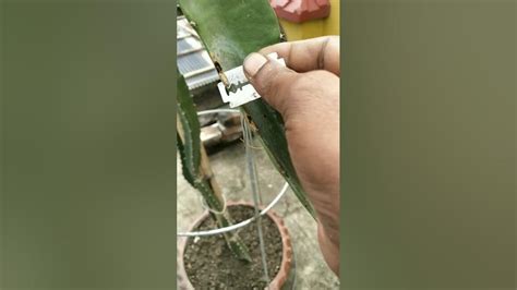 ড্রাগন গাছে ফাঙ্গাস লাগলে কি পরিচর্যা Dragon Fruit Plant Care॥