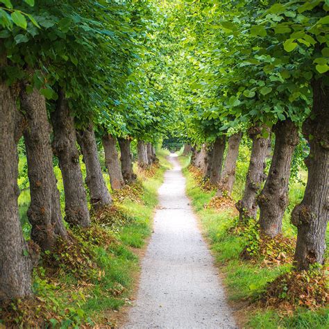 My Pathway