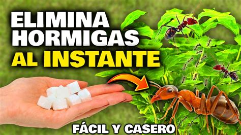 ¿cómo Eliminar Hormigas Al Instante