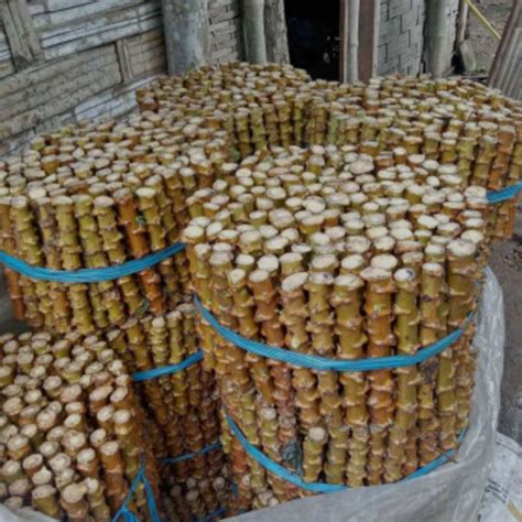 Jual Batang Singkong 5 Ton Shopee Indonesia