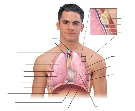 Anterior Mediastinal Structures Diagram Quizlet