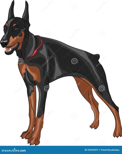 Doberman Pinscher Snarling