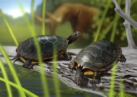 Researchers Discover Extinct Turtle Species In Gray Researchers Discover Extinct Turtle Species In Gray