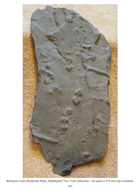 Trace Fossils Ichnology Lask Fossil Collection