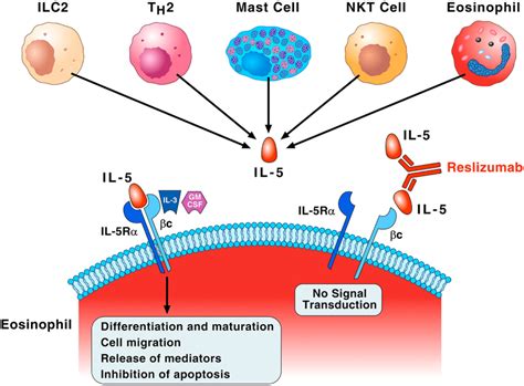 Interleukin 5 Il 5 Plays A Fundamental Role In The Growth