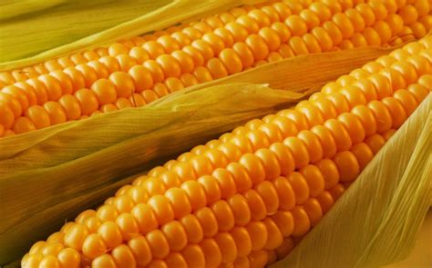 Maize Kharif Kharif Maize Crop Information