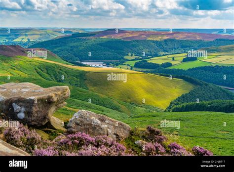 View Of Ladybower Reservoir And Flowering Purple Heather On Derwent