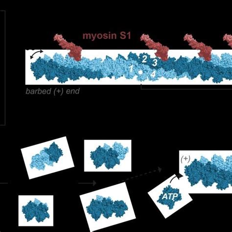 Functions Of Exemplary Actin Binding Proteins And Nucleation Factors