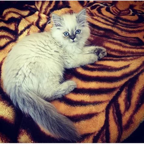 Himalayan Kittens For Sale In Usa Certified Breeder Purebred Himalayan Kittens
