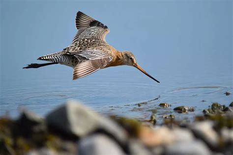 Top 10 Longest Bird Migrations In The World Birds Tales