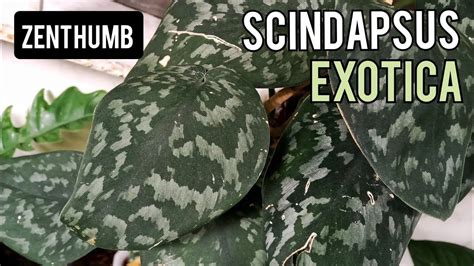 Scindapsus Pictus Exotica Care And Propagation Propagating Plants