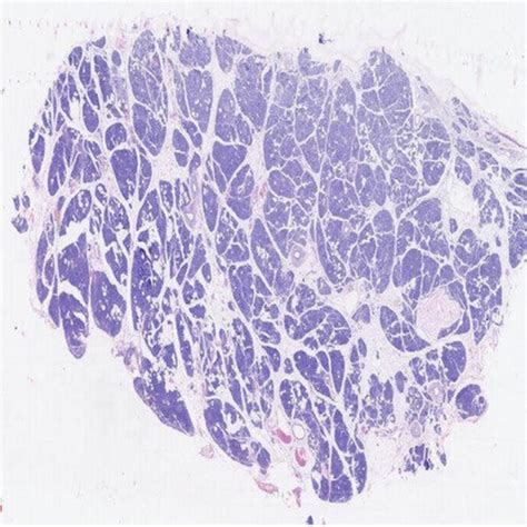Pancreas Microscope Slide At Best Price In New Delhi Delhi Med Aid India