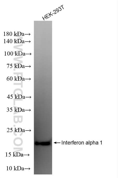 Interferon Alpha 1 Ifna1 Antibody 83684 6 Rr Proteintech