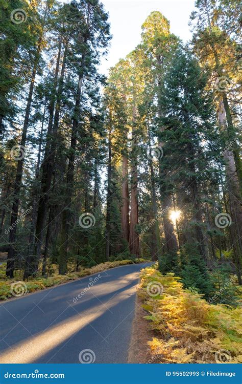 Sequoia National Park At Sunrise Stock Image Image Of Natural Park