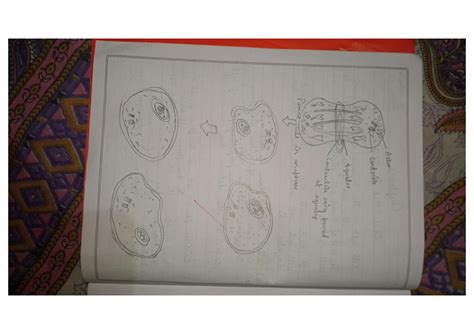 Solution Cell Cycle And Cell Division Class 10th Bio Studypool