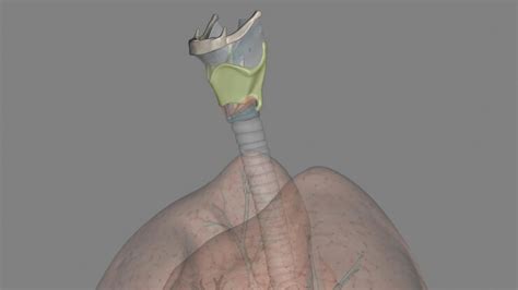 Premium Photo The Thyrohyoid Membrane Or Hyothyroid Membrane Is A