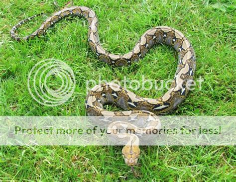w midlands dwarf reticulated python for sale with pics reptile forums
