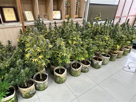 楊梅透天民宅成大麻栽種場 警查扣160株逮2嫌 社會萬象 生活 Nownews今日新聞