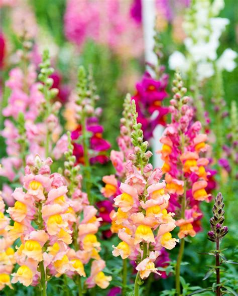 40 Best Summer Flowers To Plant In Your Garden And Yard