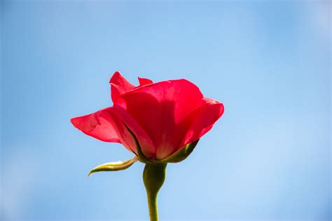 Rose Bourgeon Fleur Photo Gratuite Sur Pixabay Pixabay