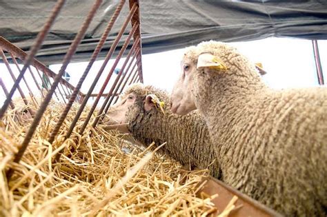 ما حقيقة دخول النيابة العامة على خط فراقشية استيراد الأبقار والأغنام