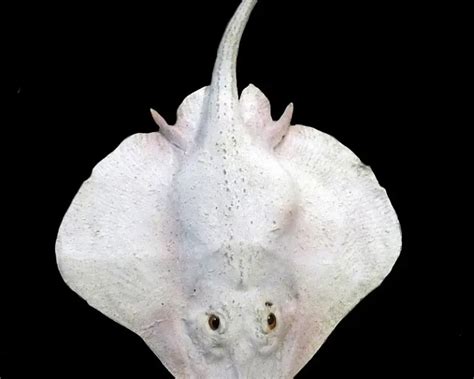 Pacific White Skate Facts Diet Habitat And Pictures On Animaliabio