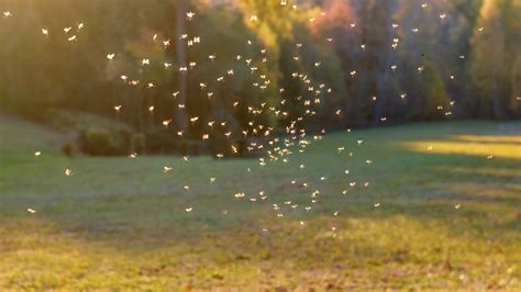 Mosquito Control Options To Get Rid Of Backyard Infestations