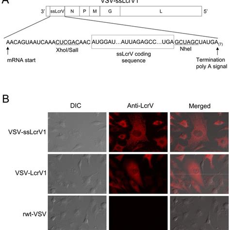 Recombinant Vsv Expressing The Secreted Form Of Yernisia Pestis Lcrv
