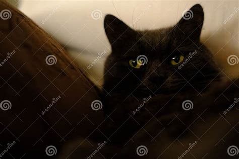 Sleepy Gray Cat Stretched His Paws Forward Domestic Lazy Kitty With