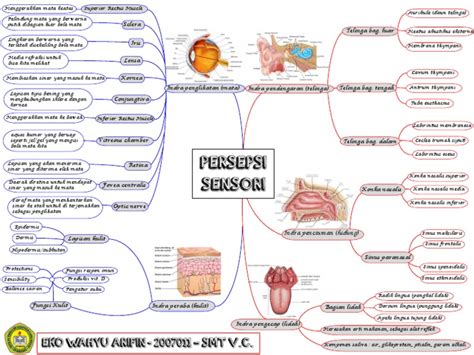 Mind Mapping Persepsi Sensori Pdf