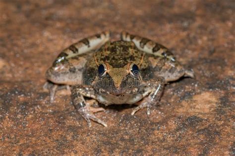 Sharp Nosed Grass Frog Ptychadena Oxyrhynchus In The Wild Stock Image