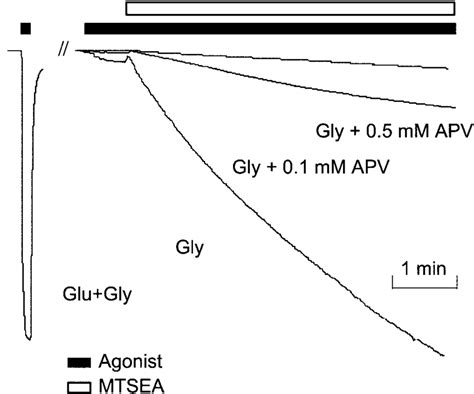 Apv Prevents Mtsea Modification By Glycine Alone Representative