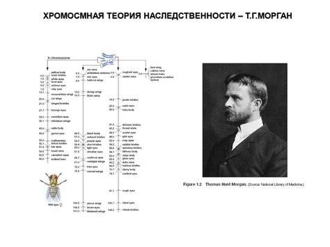 Введение. Предмет, задачи и методы молекулярной биологии и генетики ...