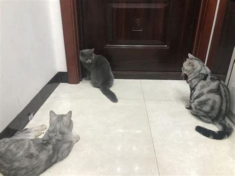 有喵的地方就有江湖被围堵在墙角的蓝猫表示我不要脸啊