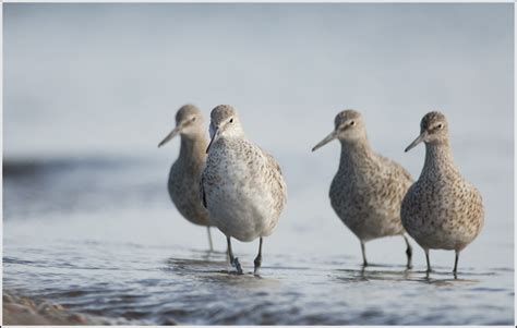Explorations Of An Ecologist Willet Photoshoot